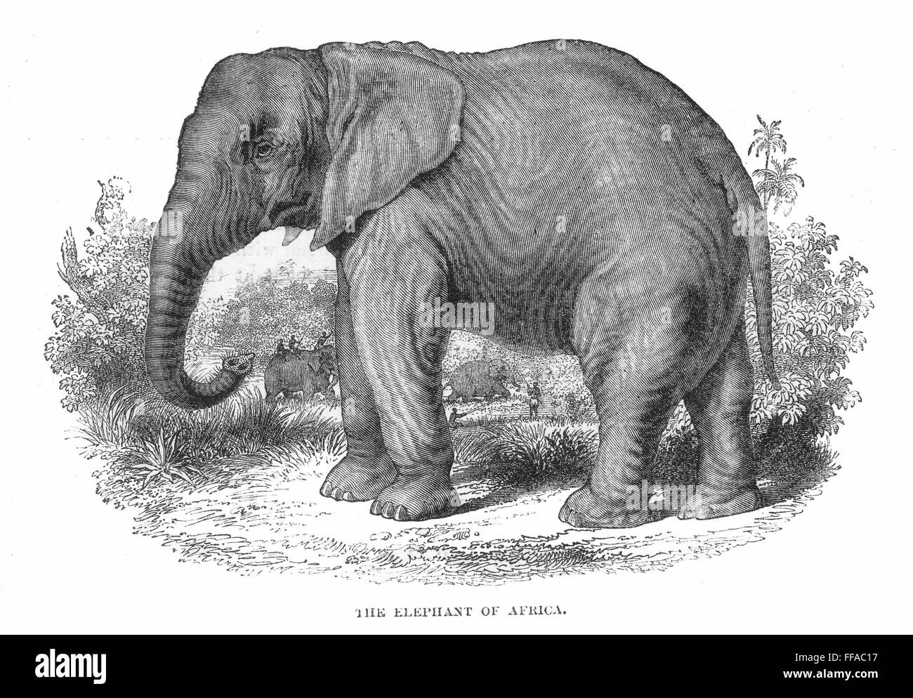 ELEPHANT. /nAfrican elephant. Wood engraving, 19th century Stock Photo ...