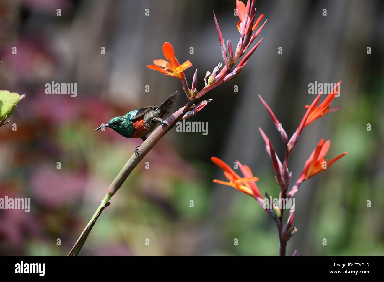 Red chested sunbird hi-res stock photography and images - Alamy