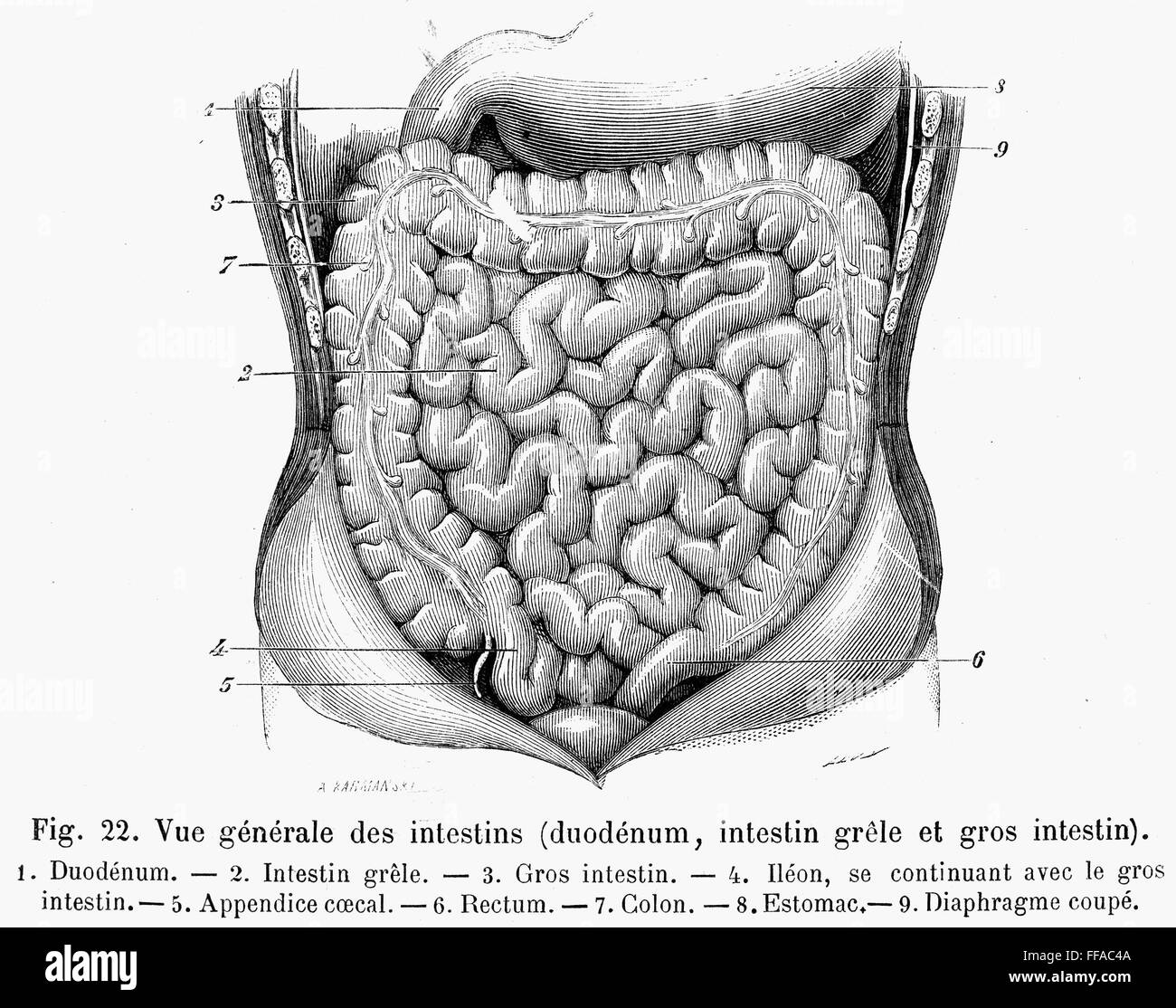 DIGESTIVE SYSTEM. /nThe intestines. 19th century steel engraving Stock ...