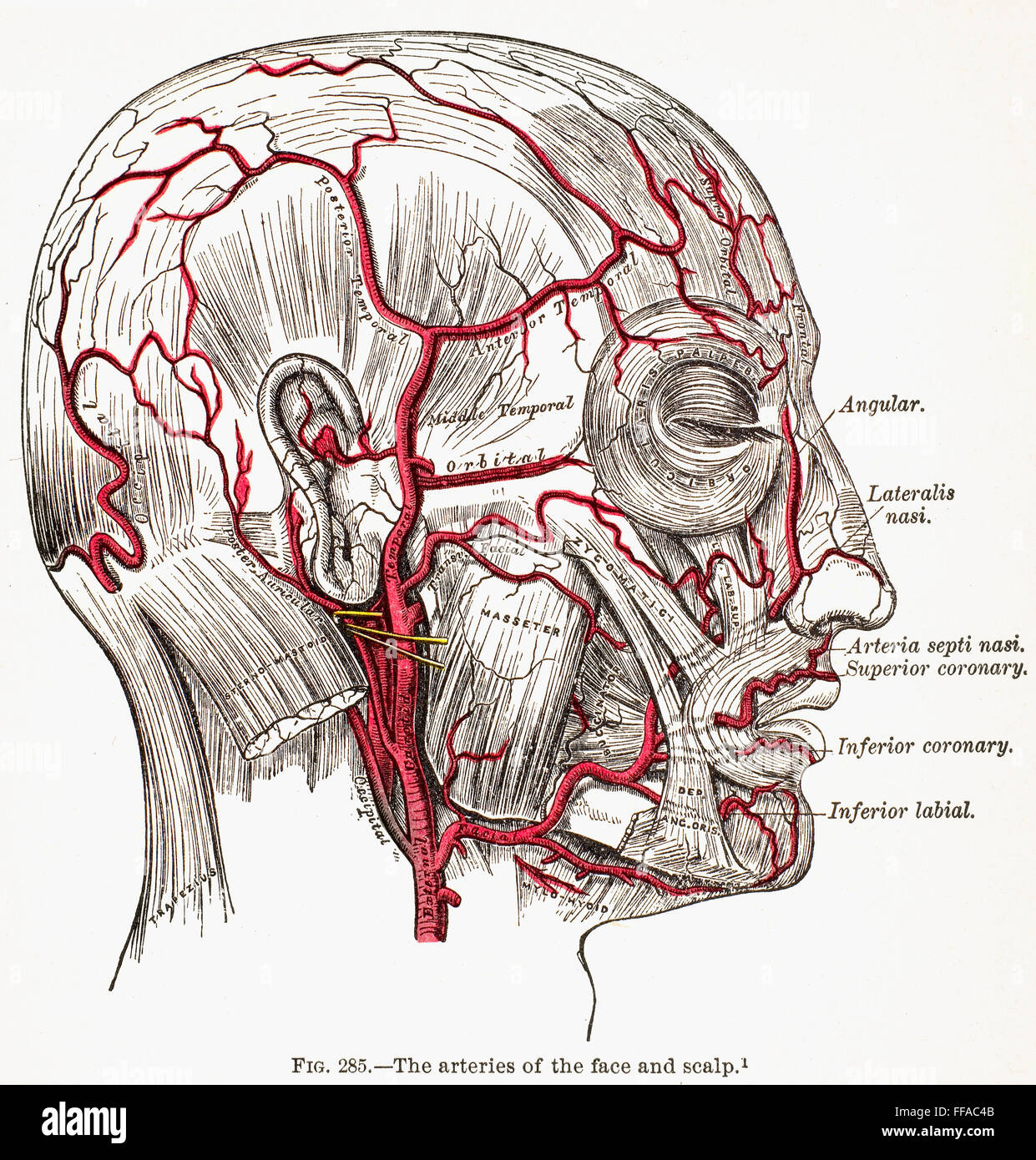 CIRCULATORY SYSTEM. /nThe arteries of the face and scalp. 19th century ...