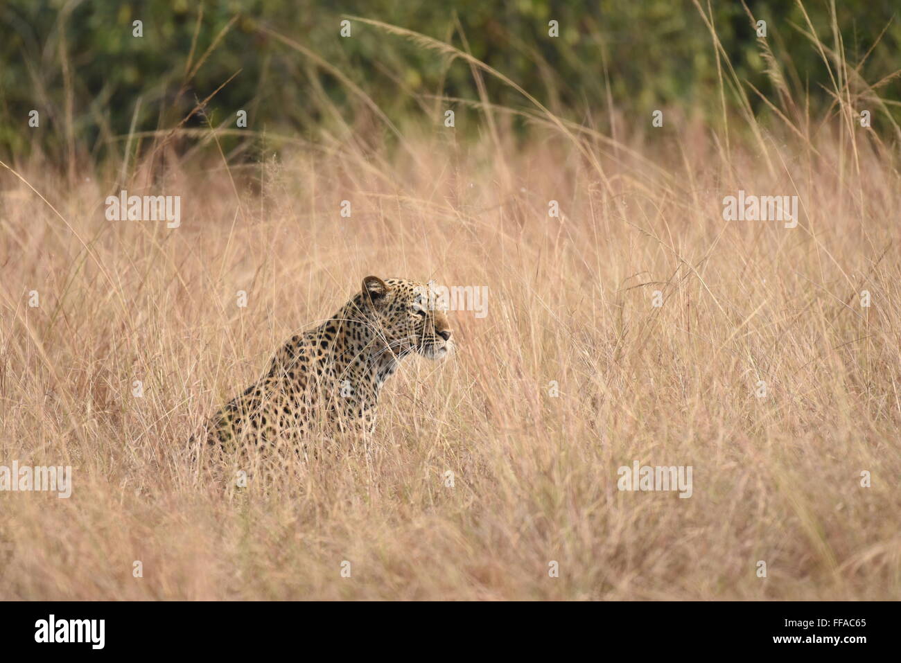 Leopard posing in Queen Elisabeth Park, Uganda Stock Photo - Alamy