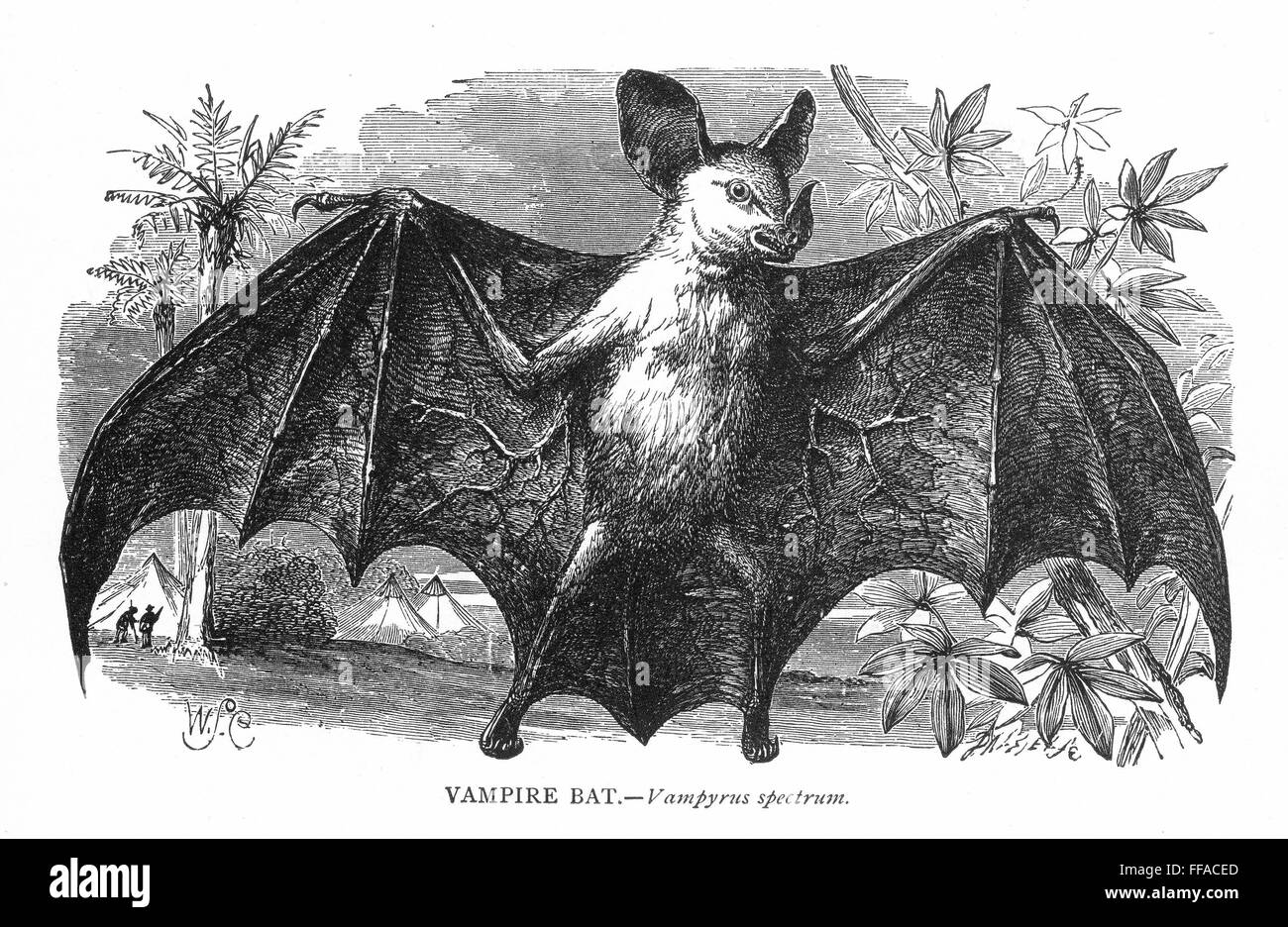 Vampyrus spectrum hi-res stock photography and images - Alamy