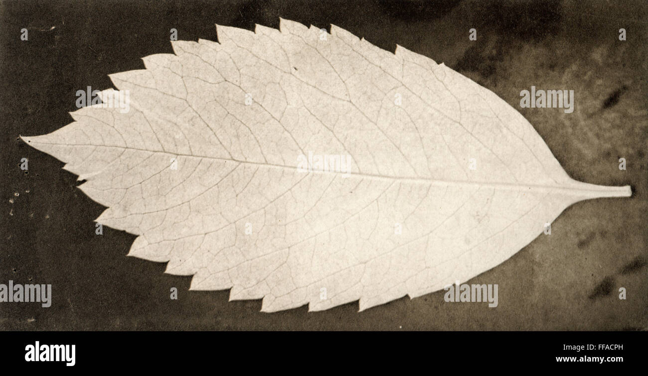LEAF: PHOTOGRAPH, 1839. /n'Leaf,' an early Talbotype photograph by ...