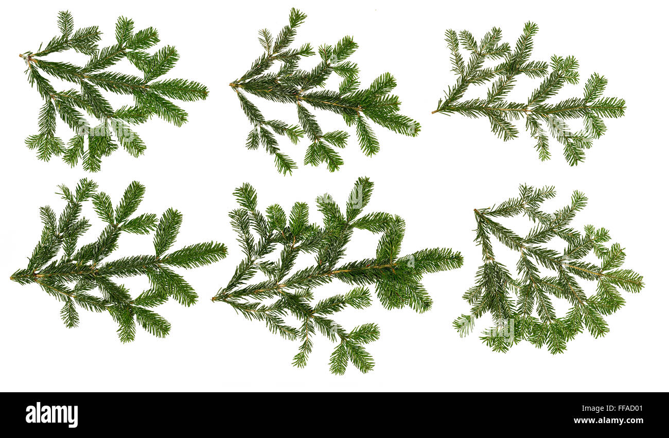 Close up branches christmas tree Cut Out Stock Images & Pictures - Alamy
