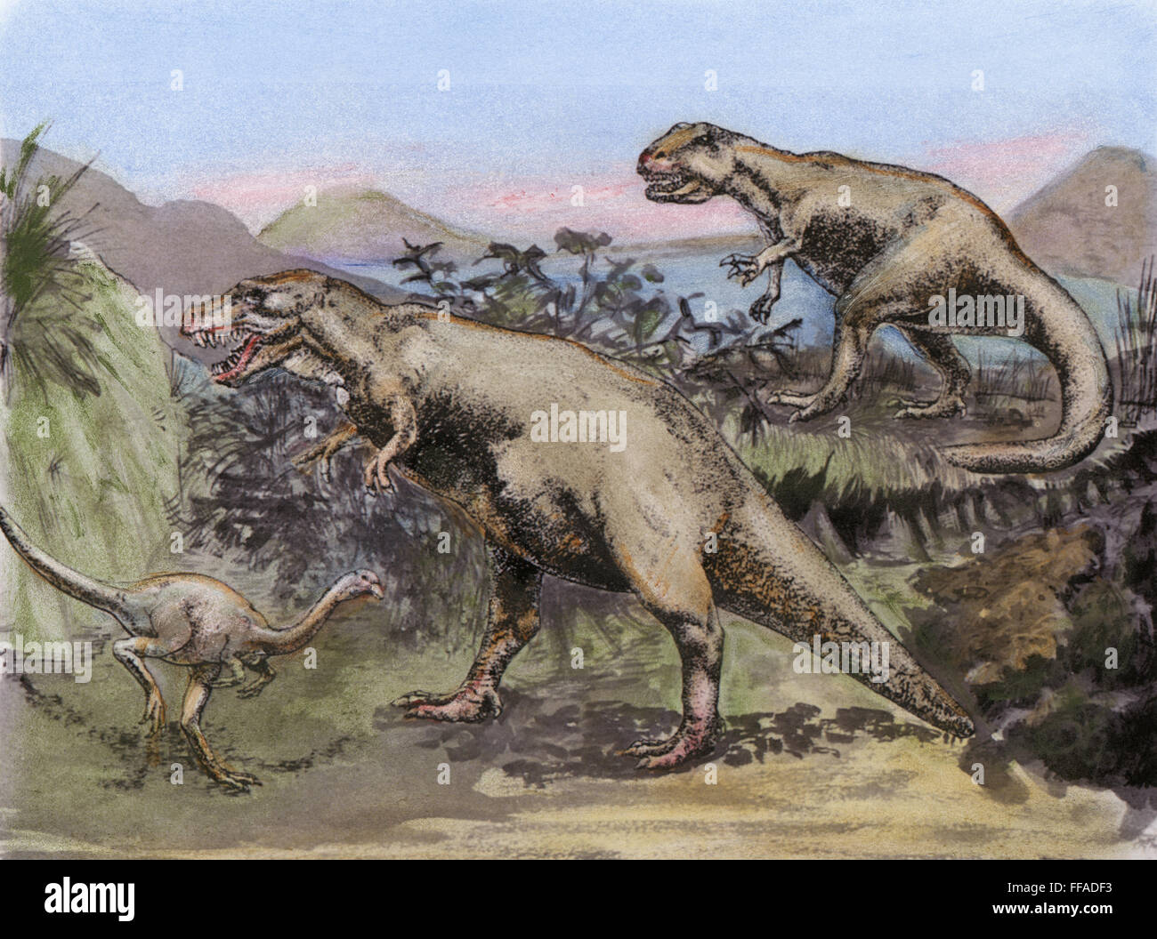 DINOSAUR: ALLOSAURUS. /nReconstruction of the bipedal saurischian ...