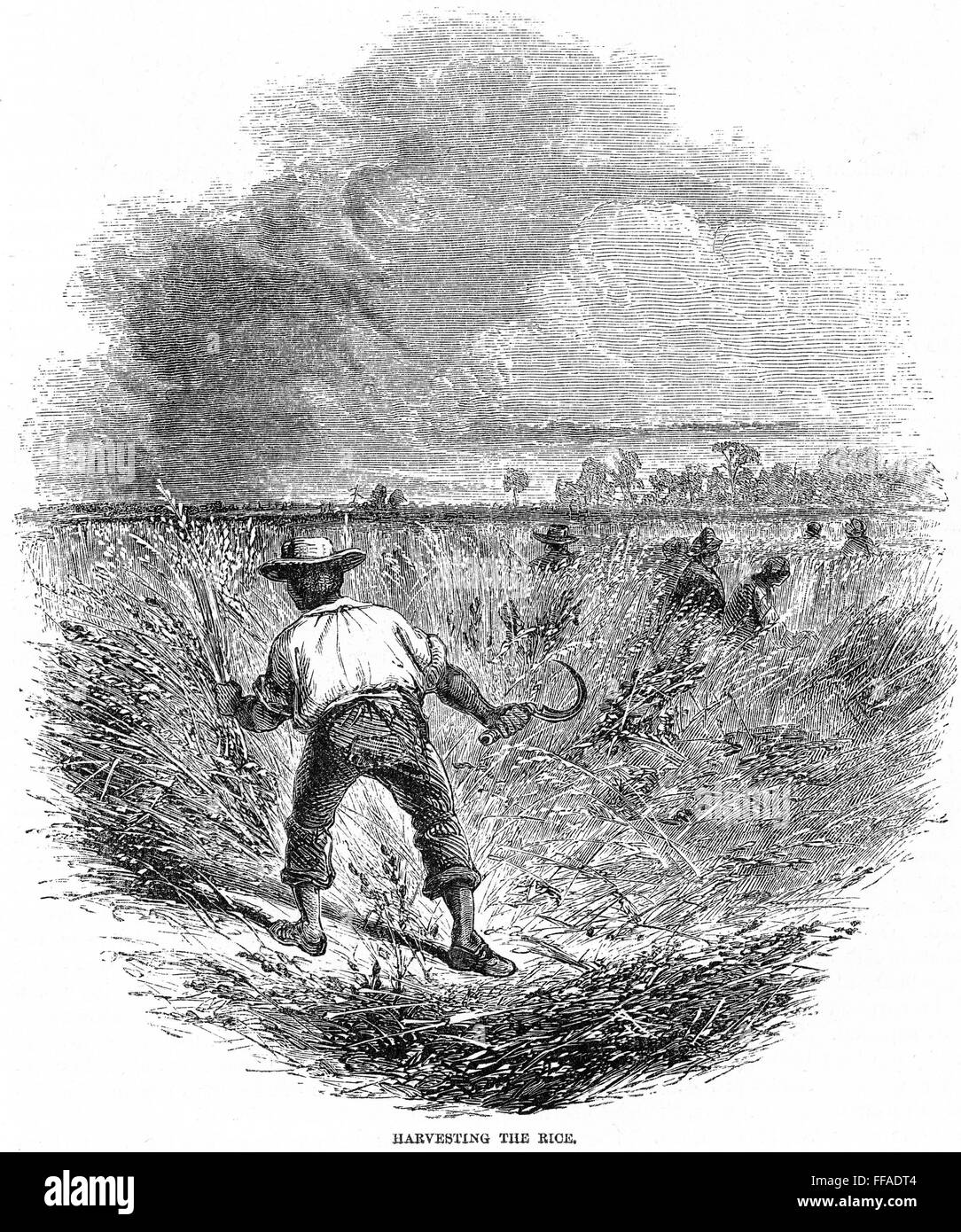SLAVERY: RICE PLANTATION. /nHarvesting the rice on a rice plantation in ...