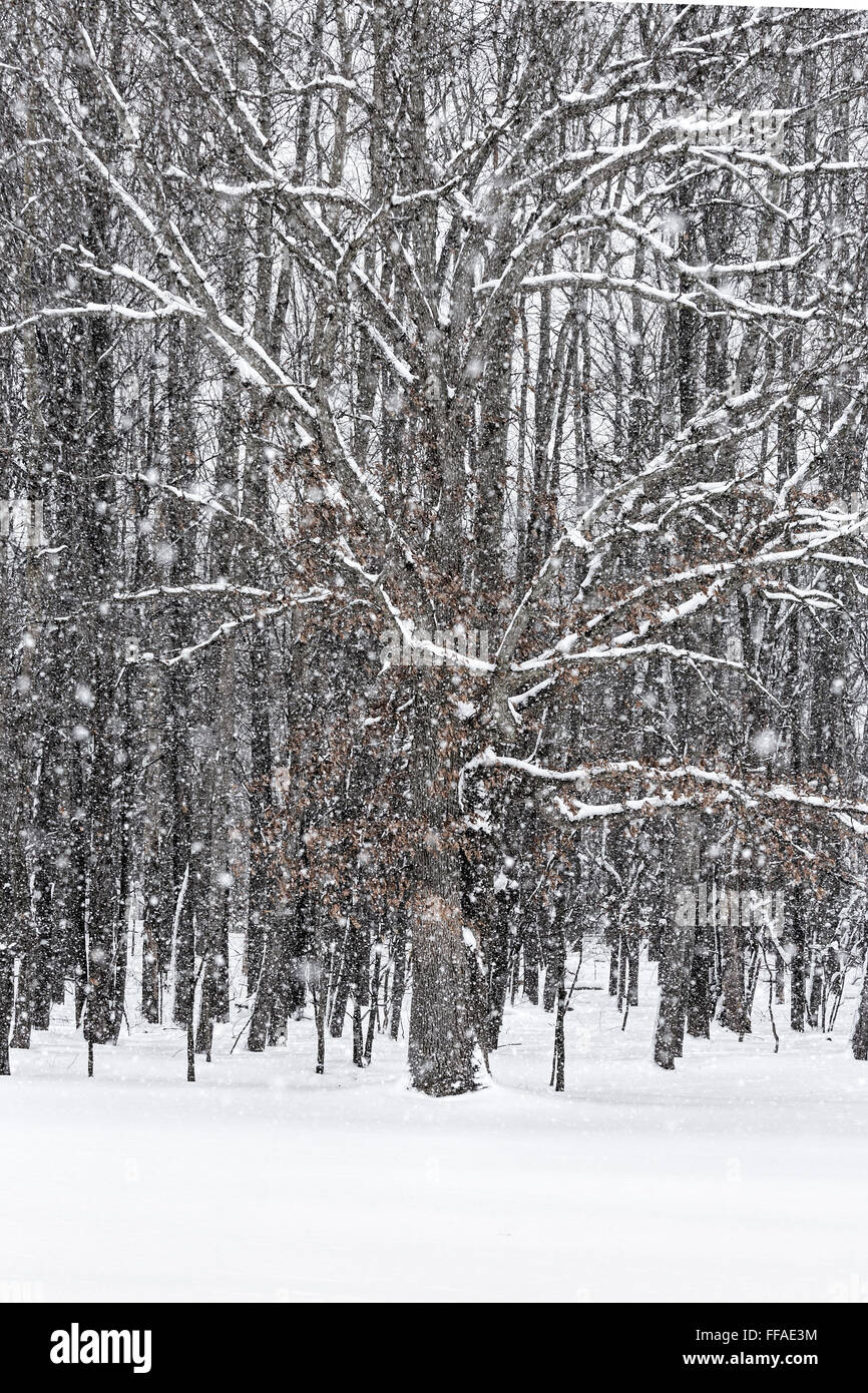 Oak tree in snow storm hi-res stock photography and images - Alamy
