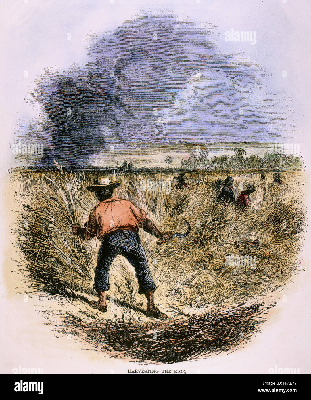SLAVERY: RICE HARVEST. /nSlaves harvesting the rice on a rice ...