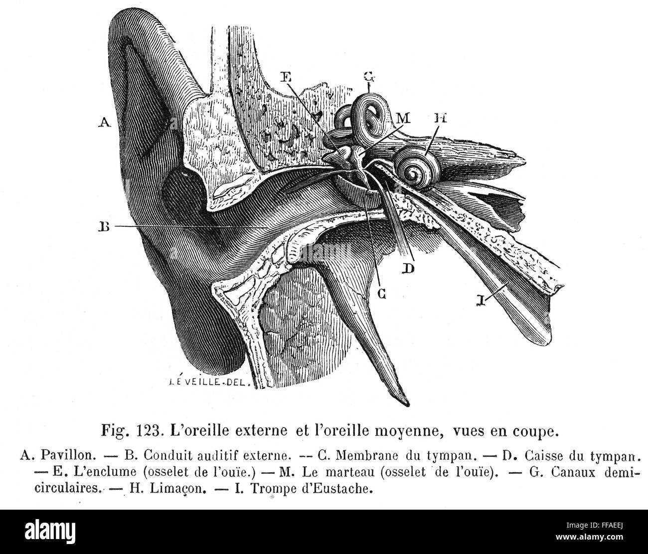 ANATOMY: EAR CANAL. /nAn anatomical representation of the human ear ...