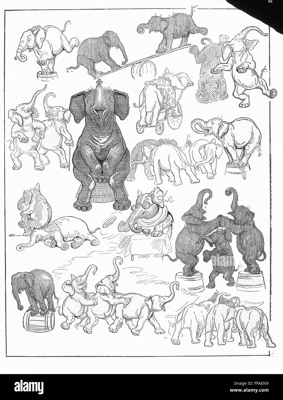 ELEPHANT OF TO-DAY. /nDrawings, 19th century, by J.A. Shepherd Stock ...