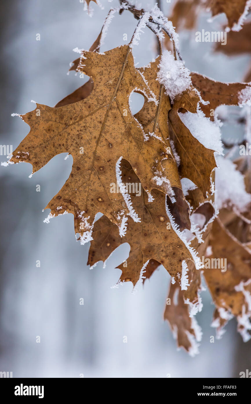 Quercus Rubra Winter Northern Red Oak (Quercus Rubra L.)