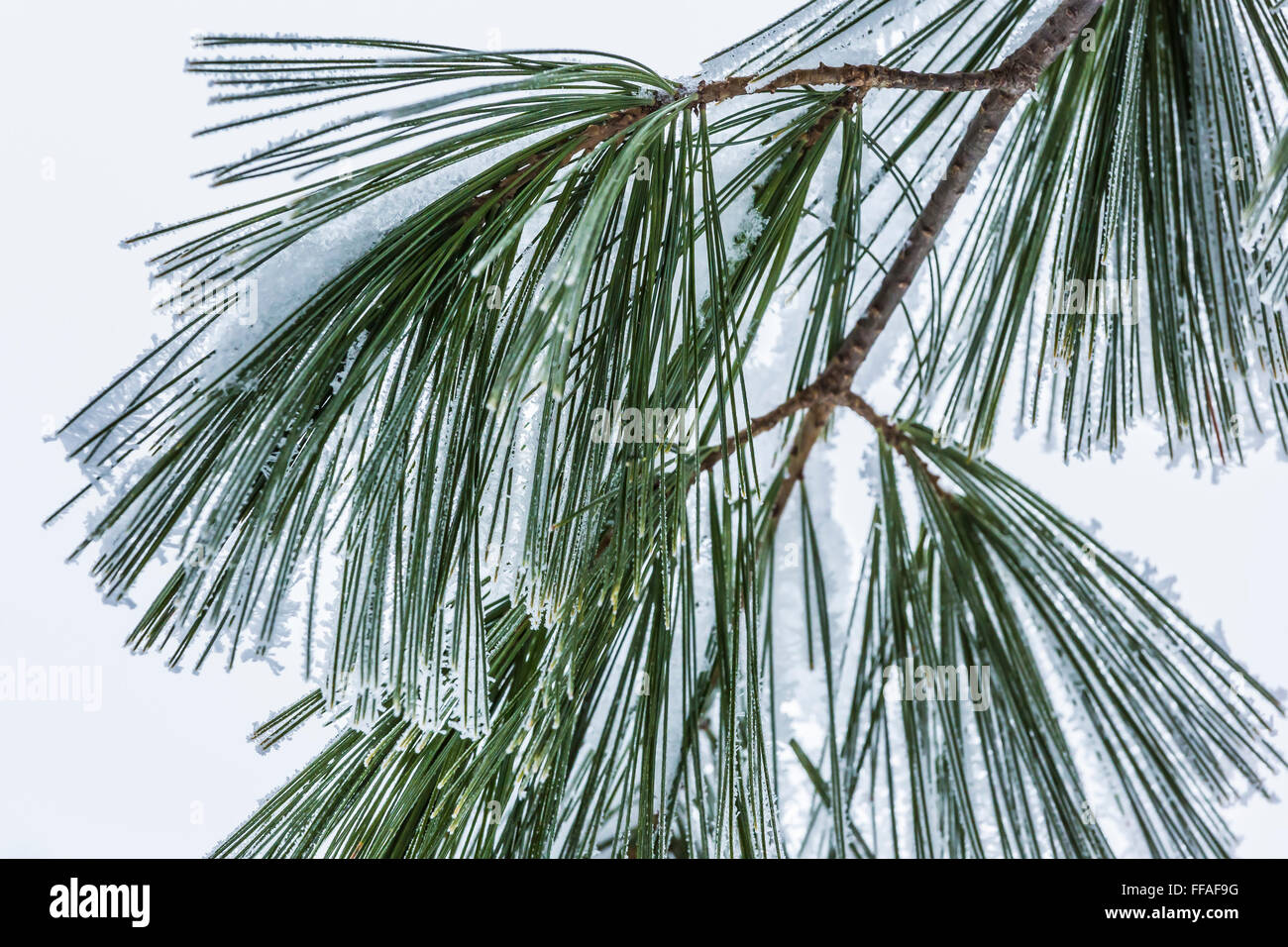 Frosty needles of Eastern White Pine, Pinus strobus, during a frosty ...