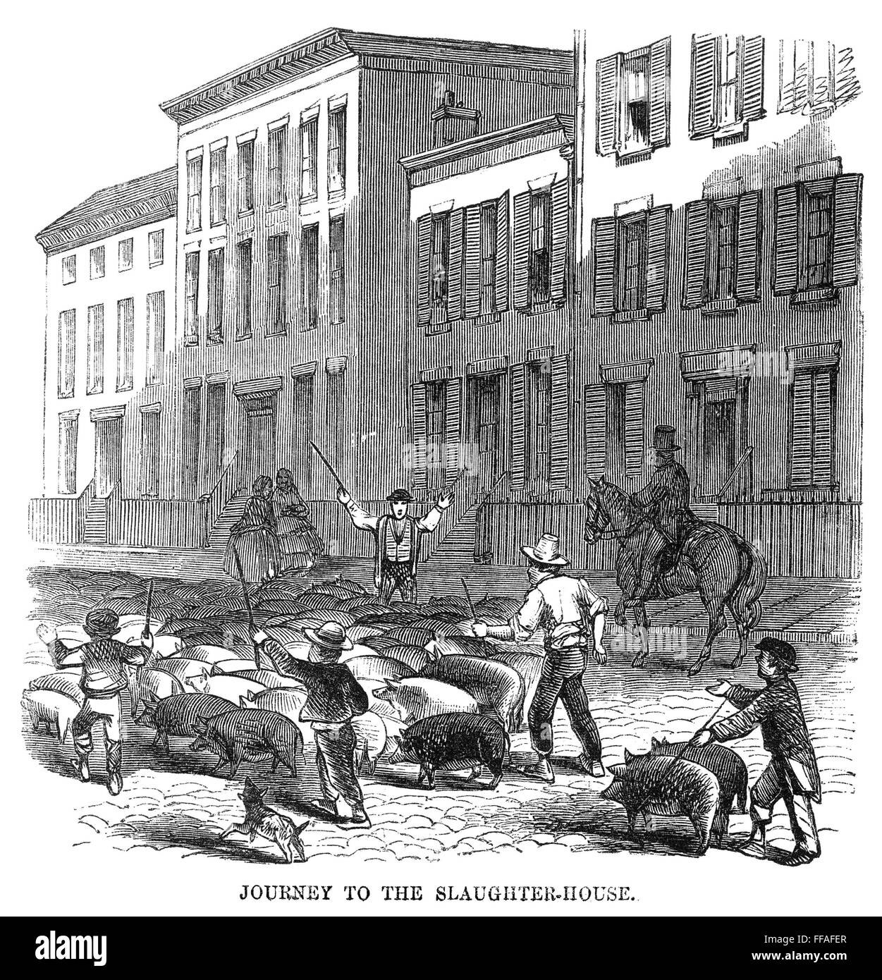 CINCINNATI HOG CANNING. /nDriving hogs to the slaughter-house through ...