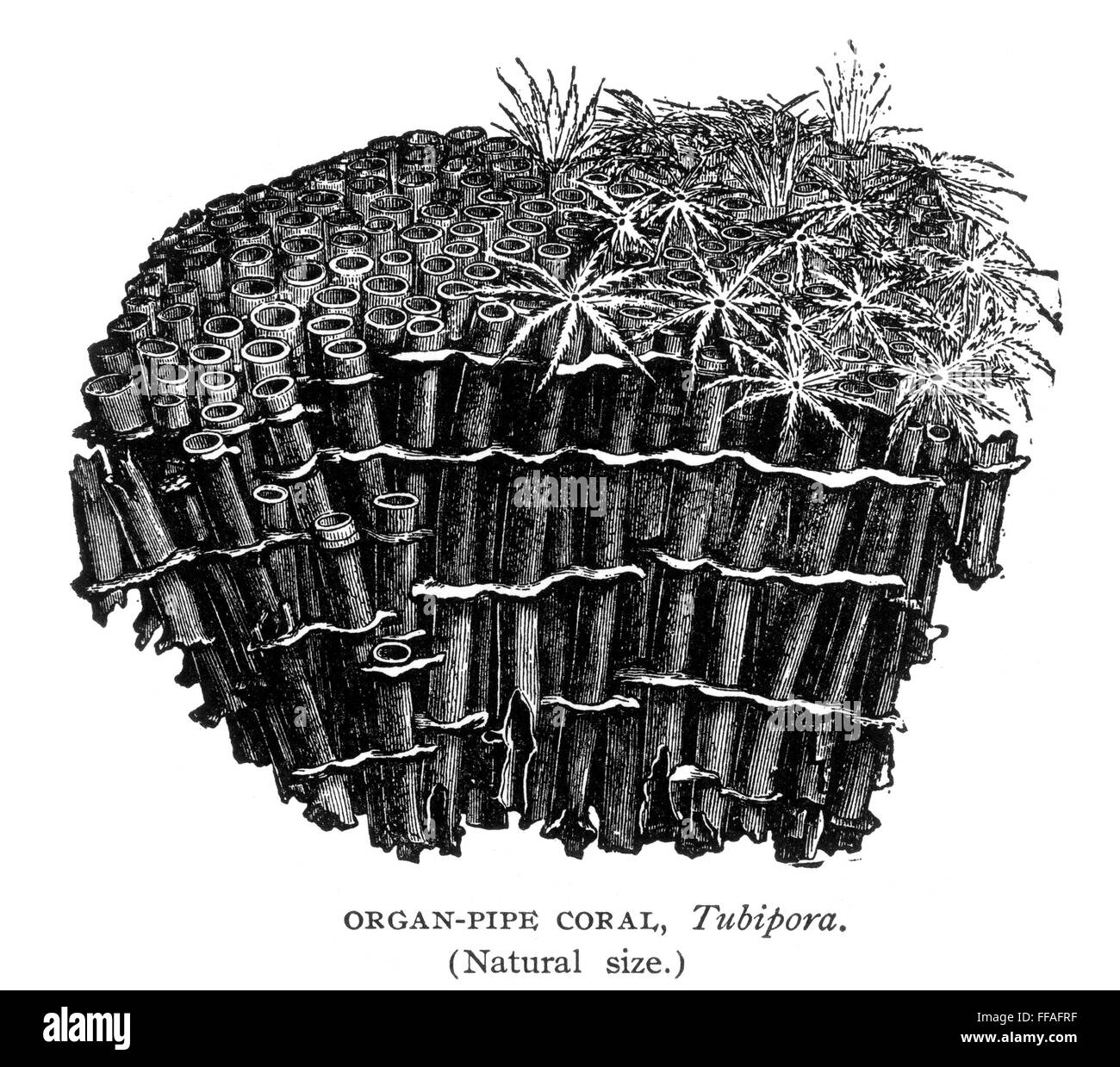 ORGAN-PIPE CORAL /n(Tubipora). Wood engraving, 19th century Stock Photo ...