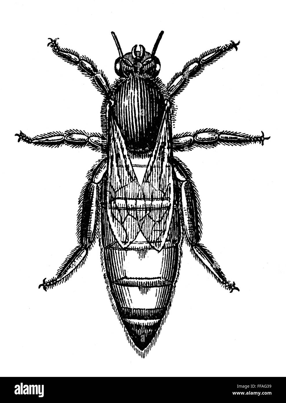 GREGORY PECK (1916-2003). /nAmerican actor. Photographed in 1946 Stock ...