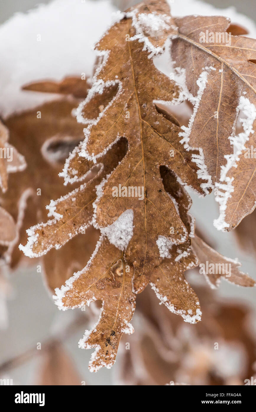 White oak leaves quercus alba hi-res stock photography and images - Alamy
