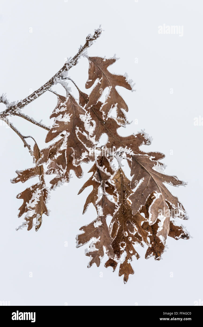 White oak leaves quercus alba hi-res stock photography and images - Alamy