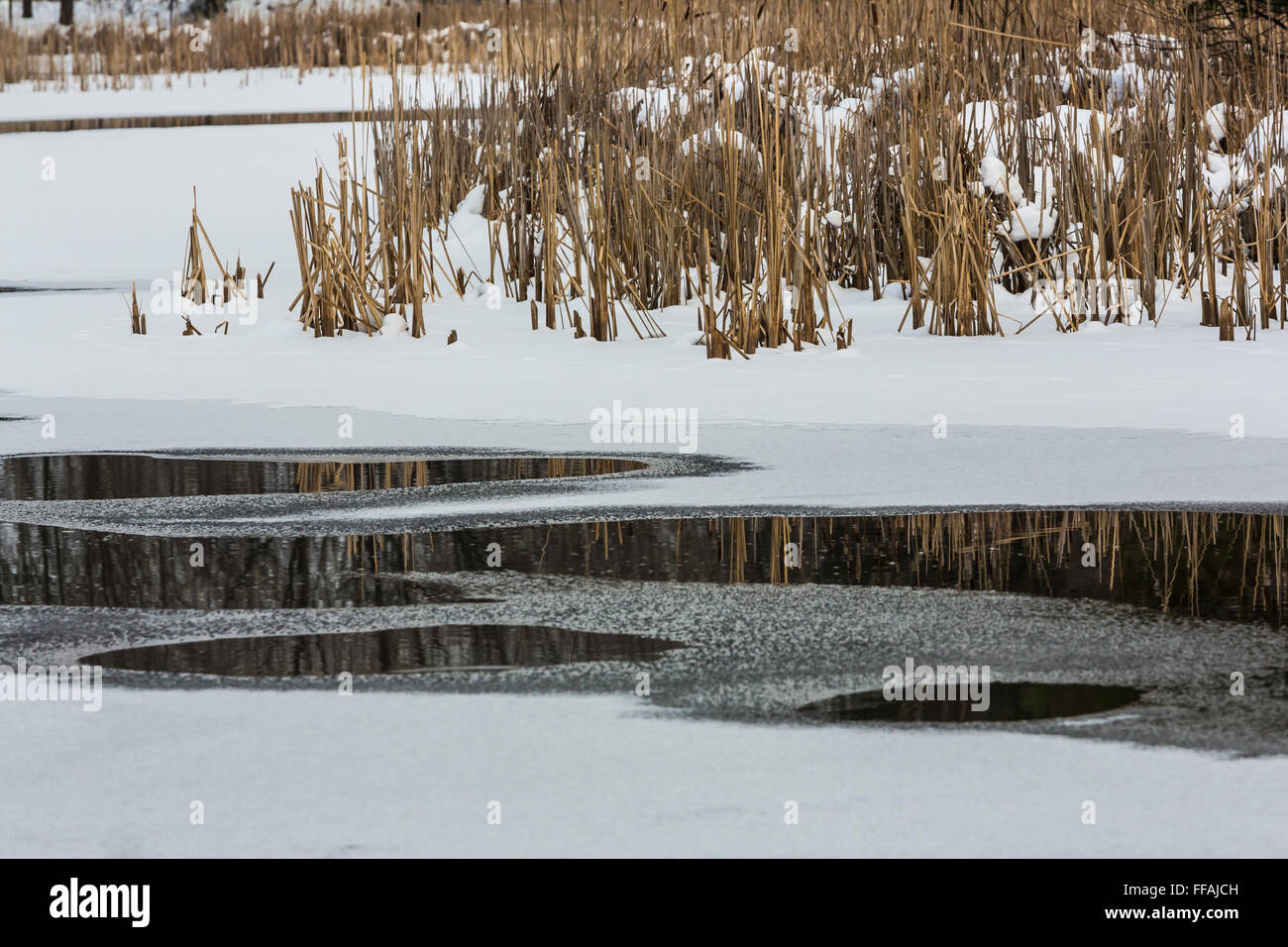 Ice forming on pond hi-res stock photography and images - Alamy