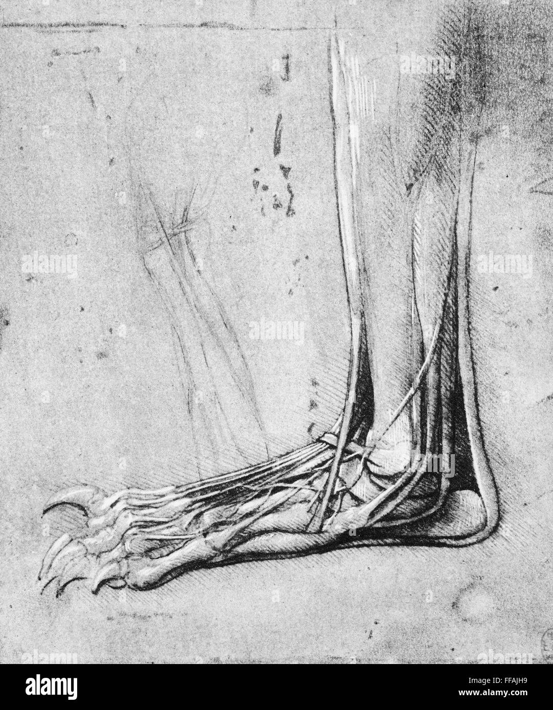 LEONARDO: BEAR ANATOMY. /nThe leg and foot of a bear. Drawing, c1490-93 ...