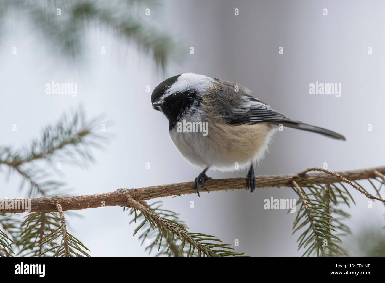 Midwestern predators hi-res stock photography and images - Alamy