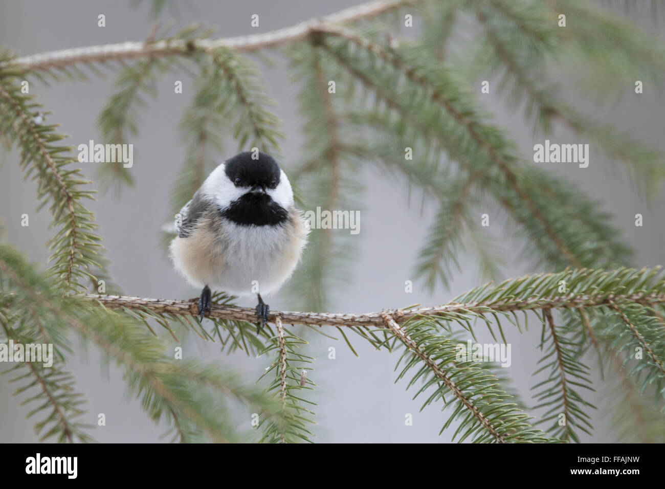 Black-capped Chickadee, Poecile atricapillus, coming to a bird feeder ...