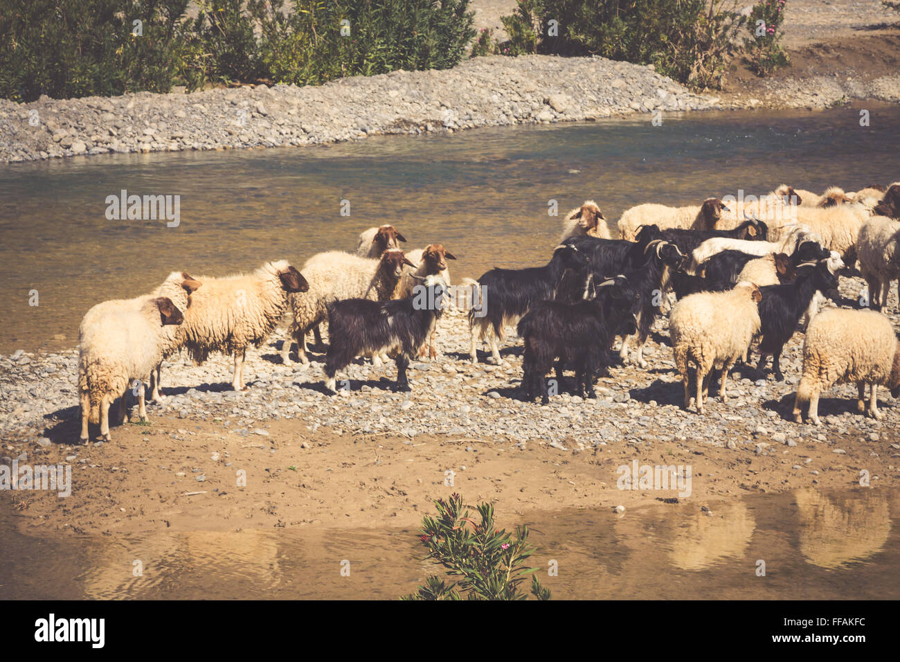 Sheep head morocco hi-res stock photography and images - Alamy
