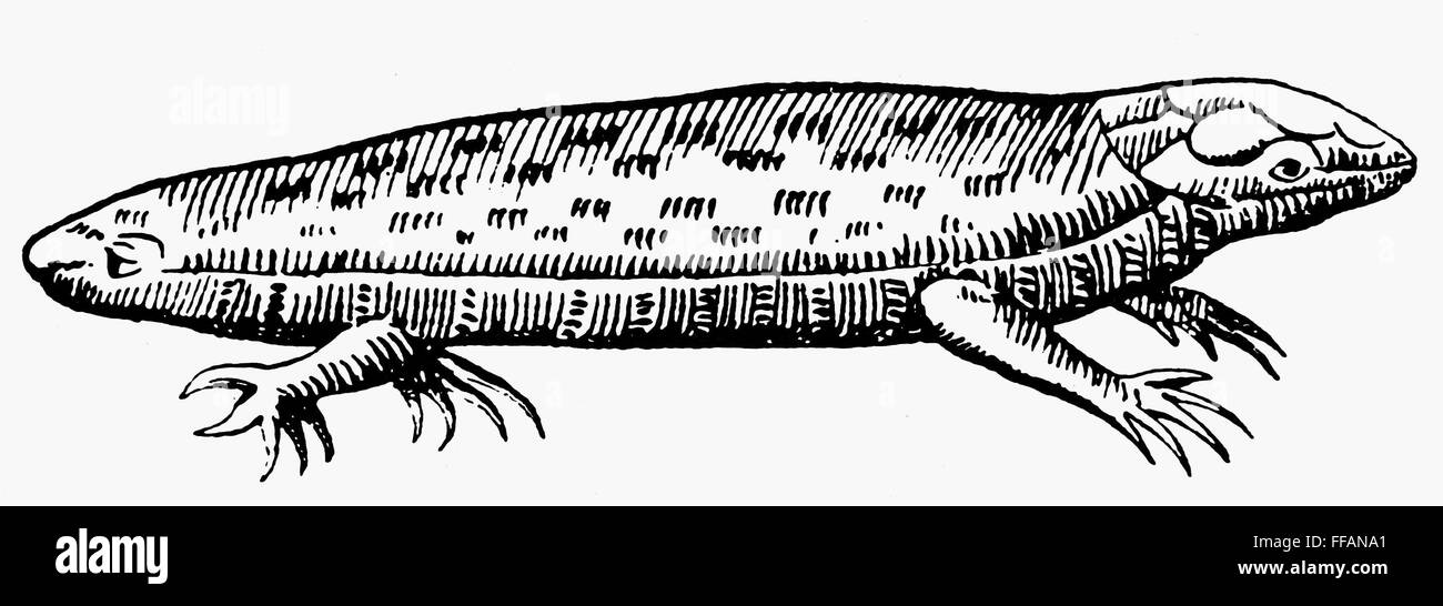 AMPHISBAENA. /nAs a two-headed lizard. Woodcut from Ulisse Aldrovandi's ...