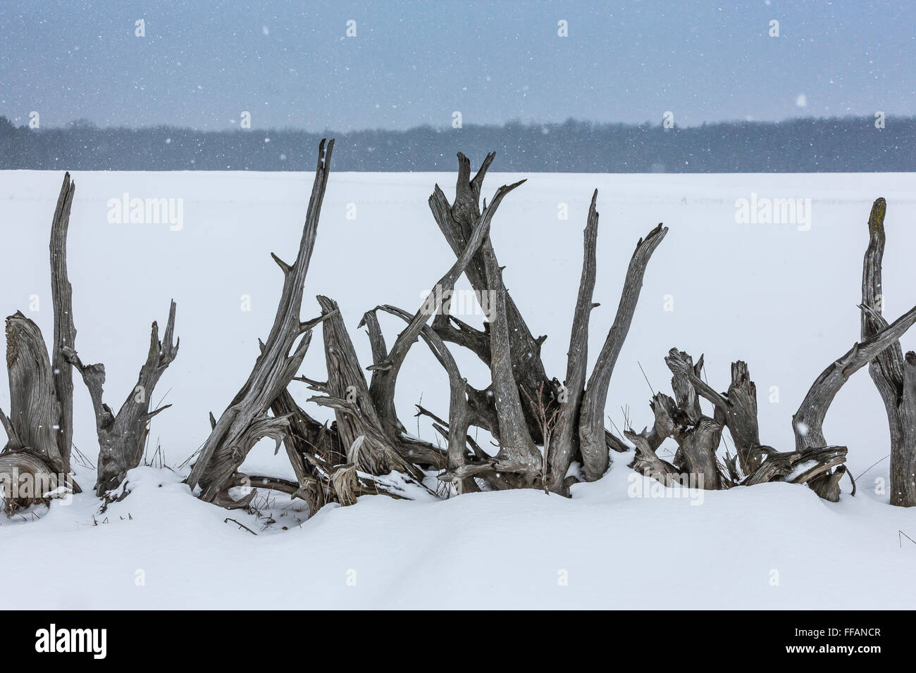 Eastern White Pine, Pinus strobus, stumps from field clearing used in ...