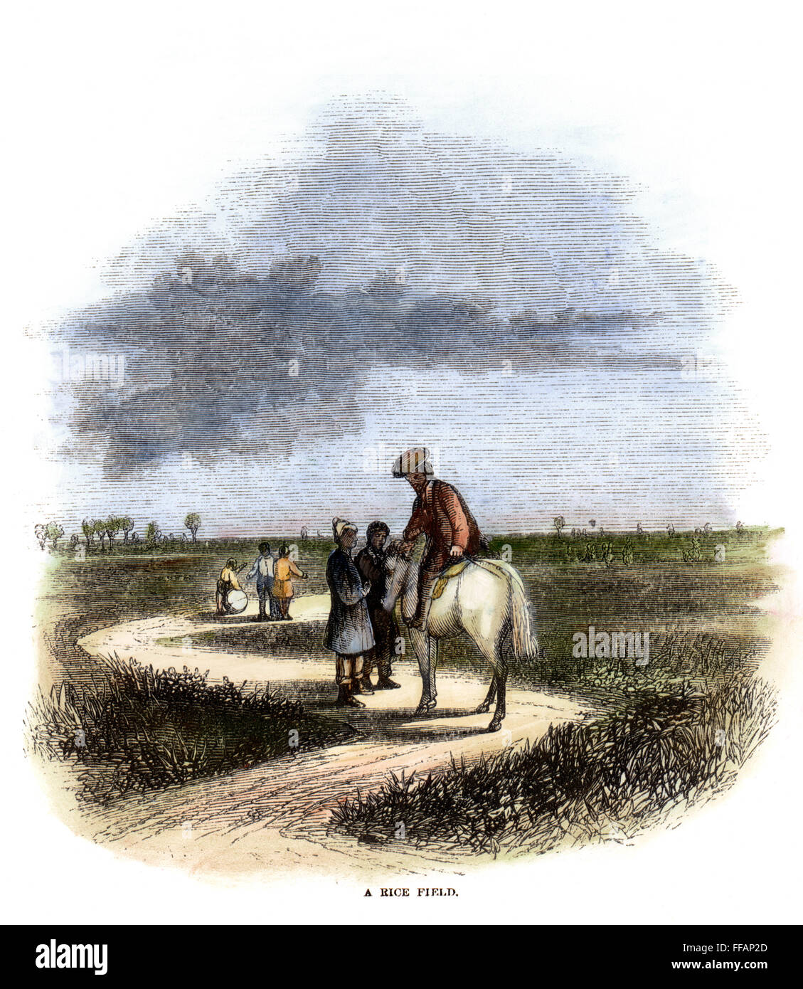 SOUTHERN RICE FIELD. /nA rice field on a plantation in South Carolina ...