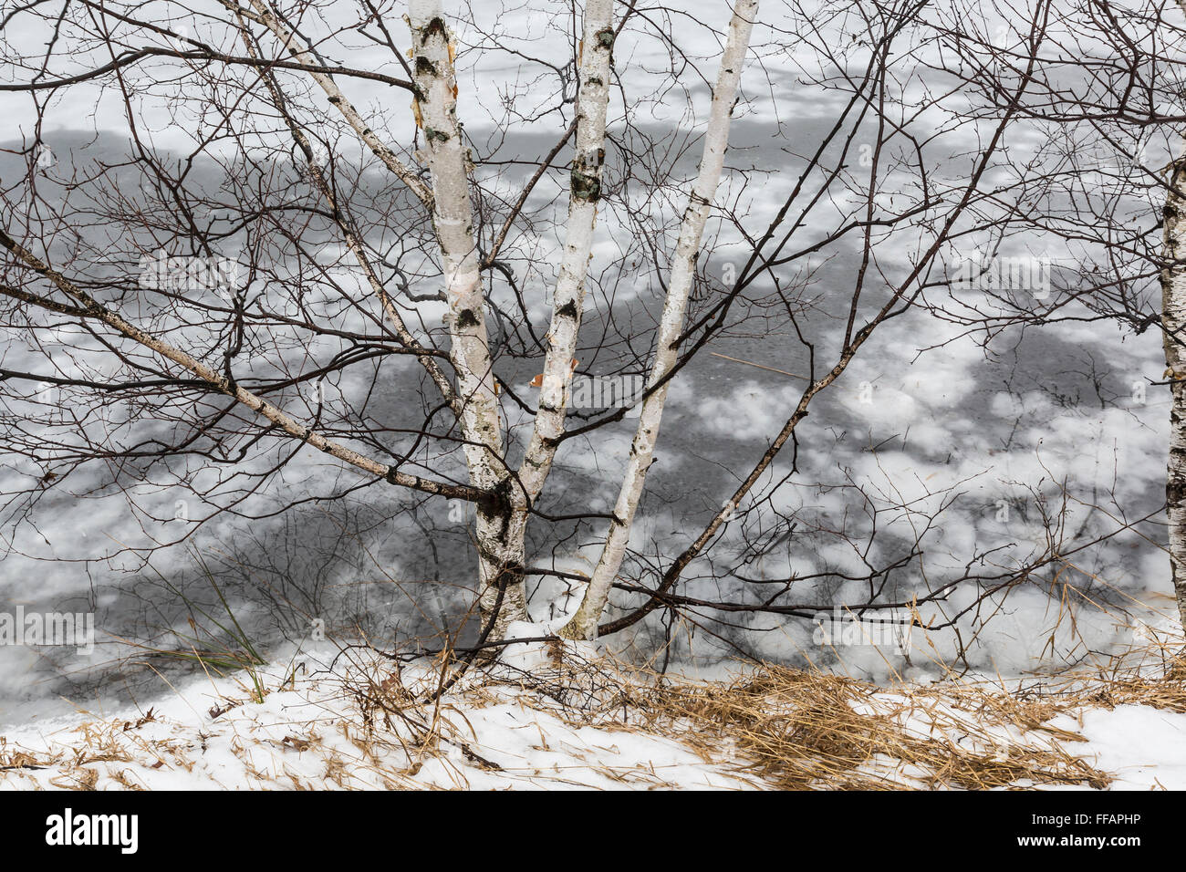 Betula papyrifera paper birch hi-res stock photography and images - Alamy