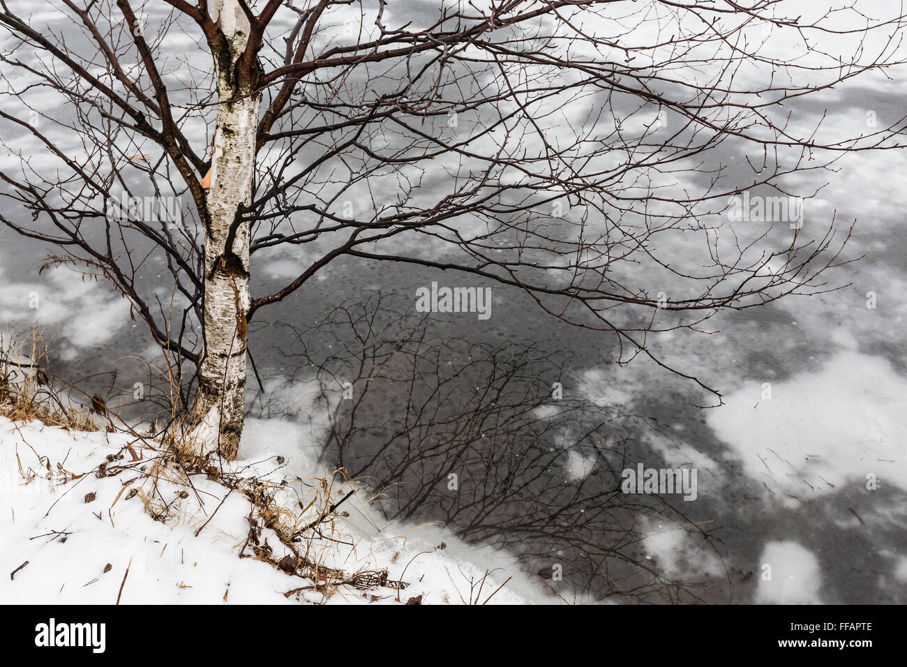 Betula papyrifera paper birch hi-res stock photography and images - Alamy