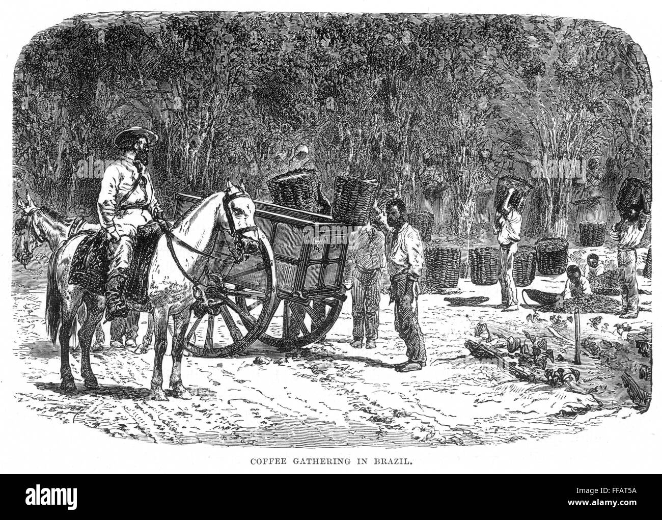 BRAZIL: COFFEE PLANTATION. /nSlaves gathering coffee beans on a ...