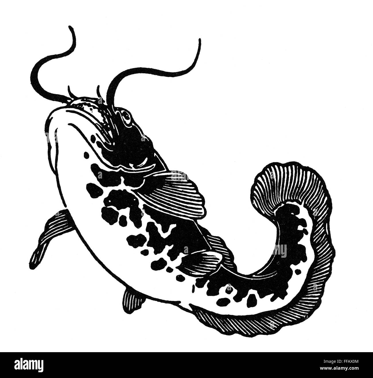 Japanese Catfish Art