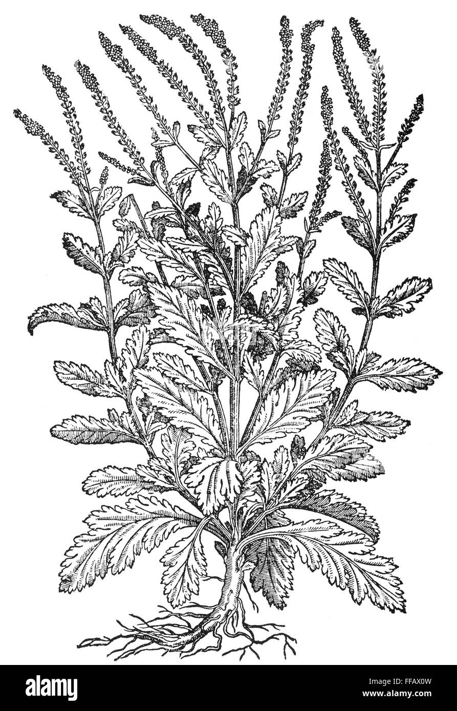 VERVAIN. /nCommon vervain (Verbena officinalis): woodcut from a 1565 ...