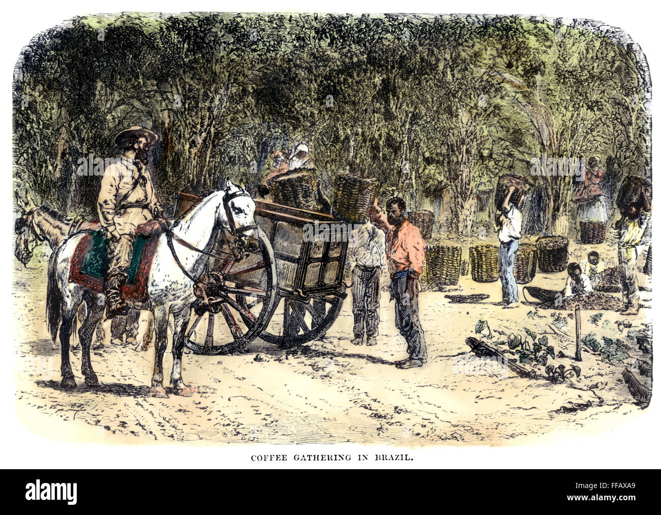 Brazilian coffee plantation hi-res stock photography and images - Alamy