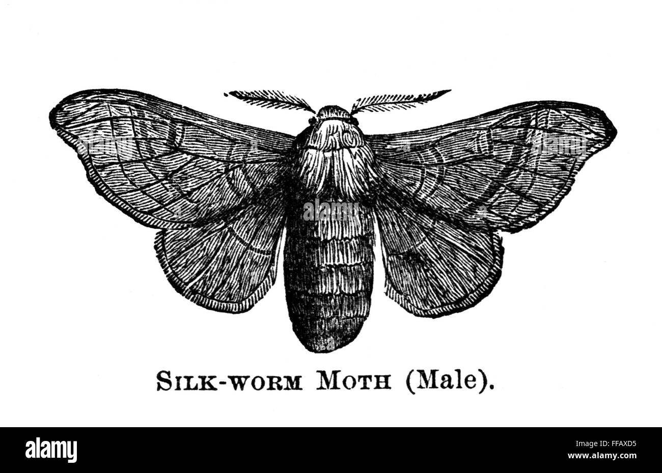 SILKWORM MOTH. /nMature male silkworm moth. Wood engraving, American ...