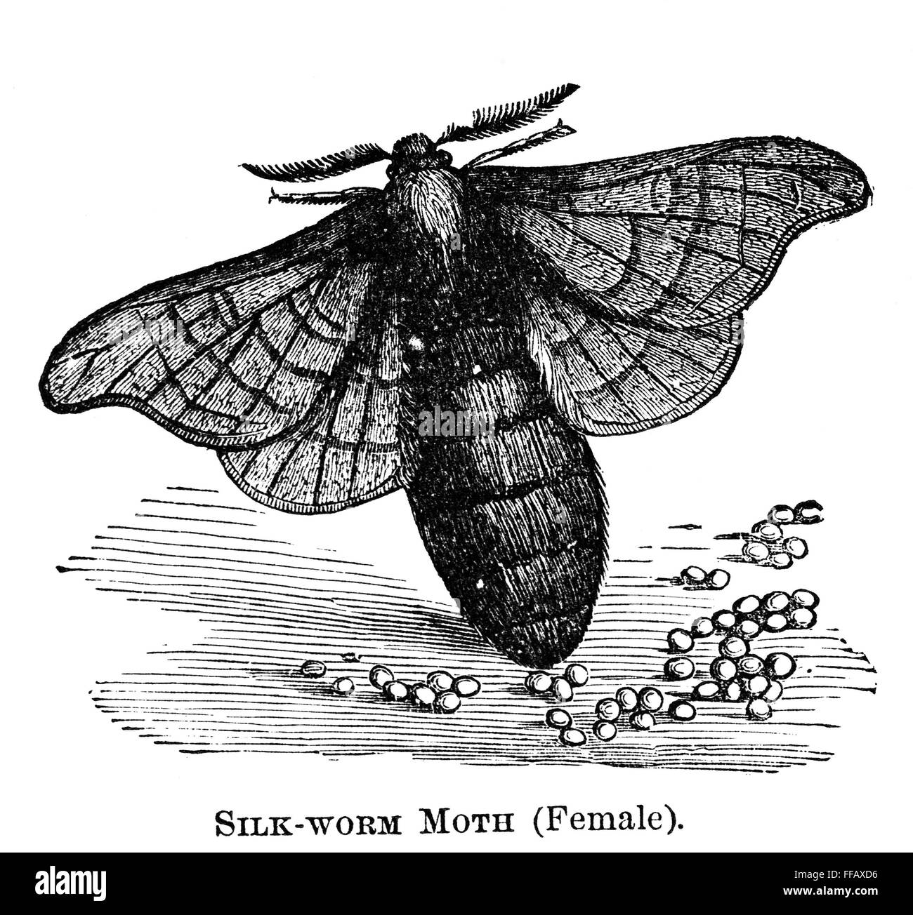Silkworm Moth Female