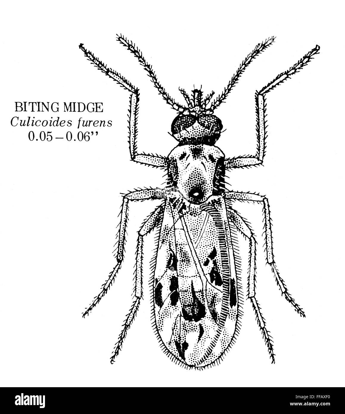 BITING MIDGE. /nCulicoides furens Stock Photo - Alamy