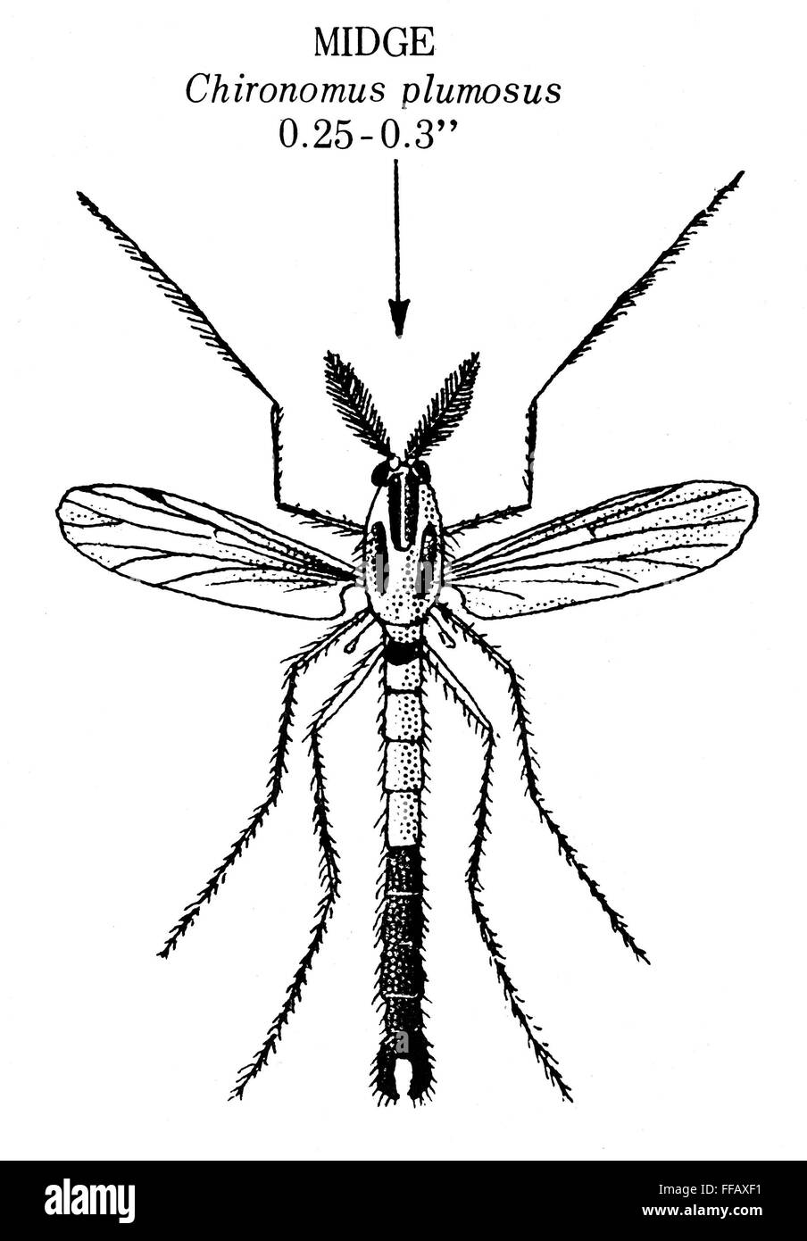 INSECT: MIDGE. /nChironomus plumosus Stock Photo - Alamy