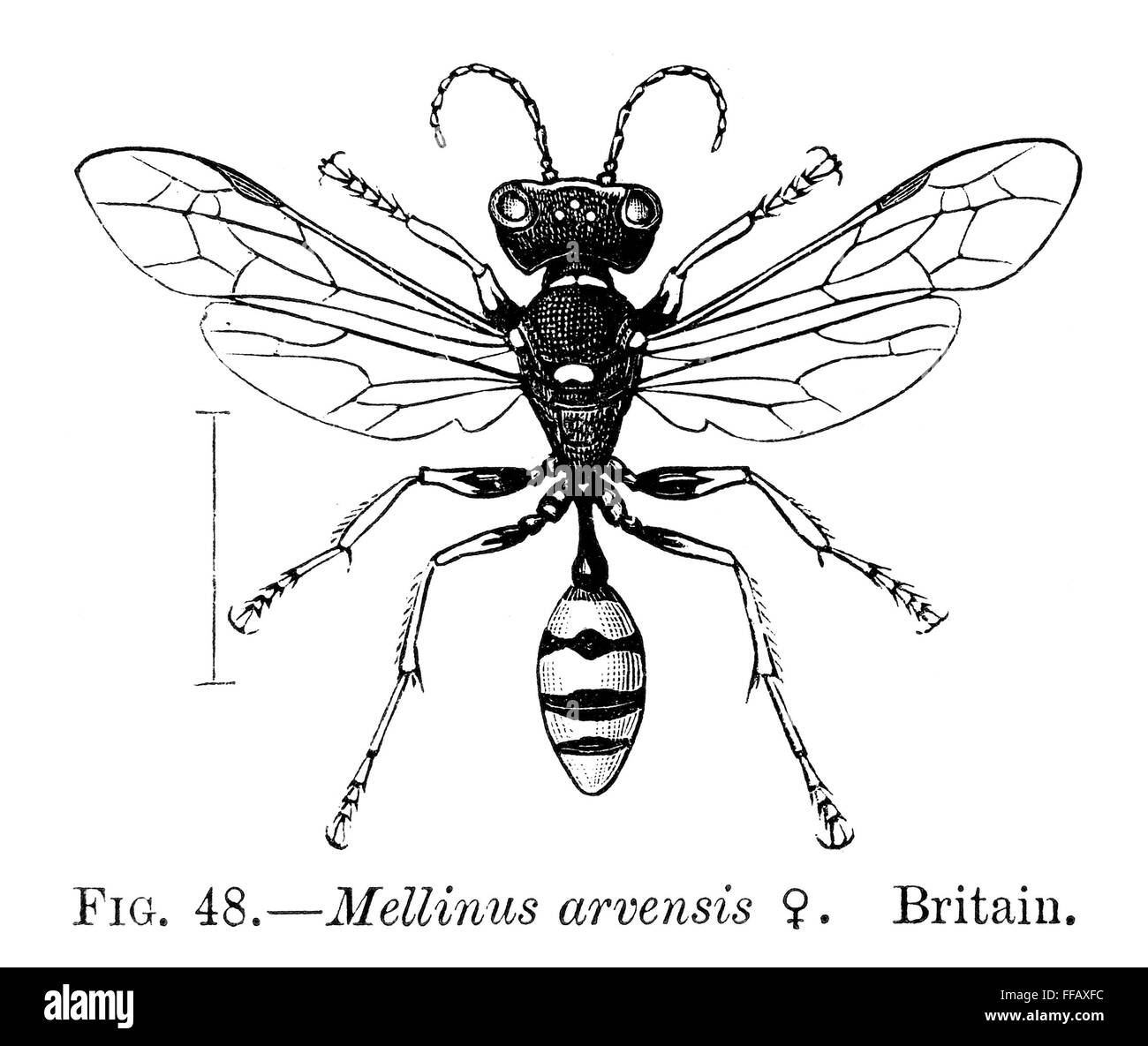 INSECTS: WASPS. /nFemale field digger wasp (Mellinus arvensis Stock ...