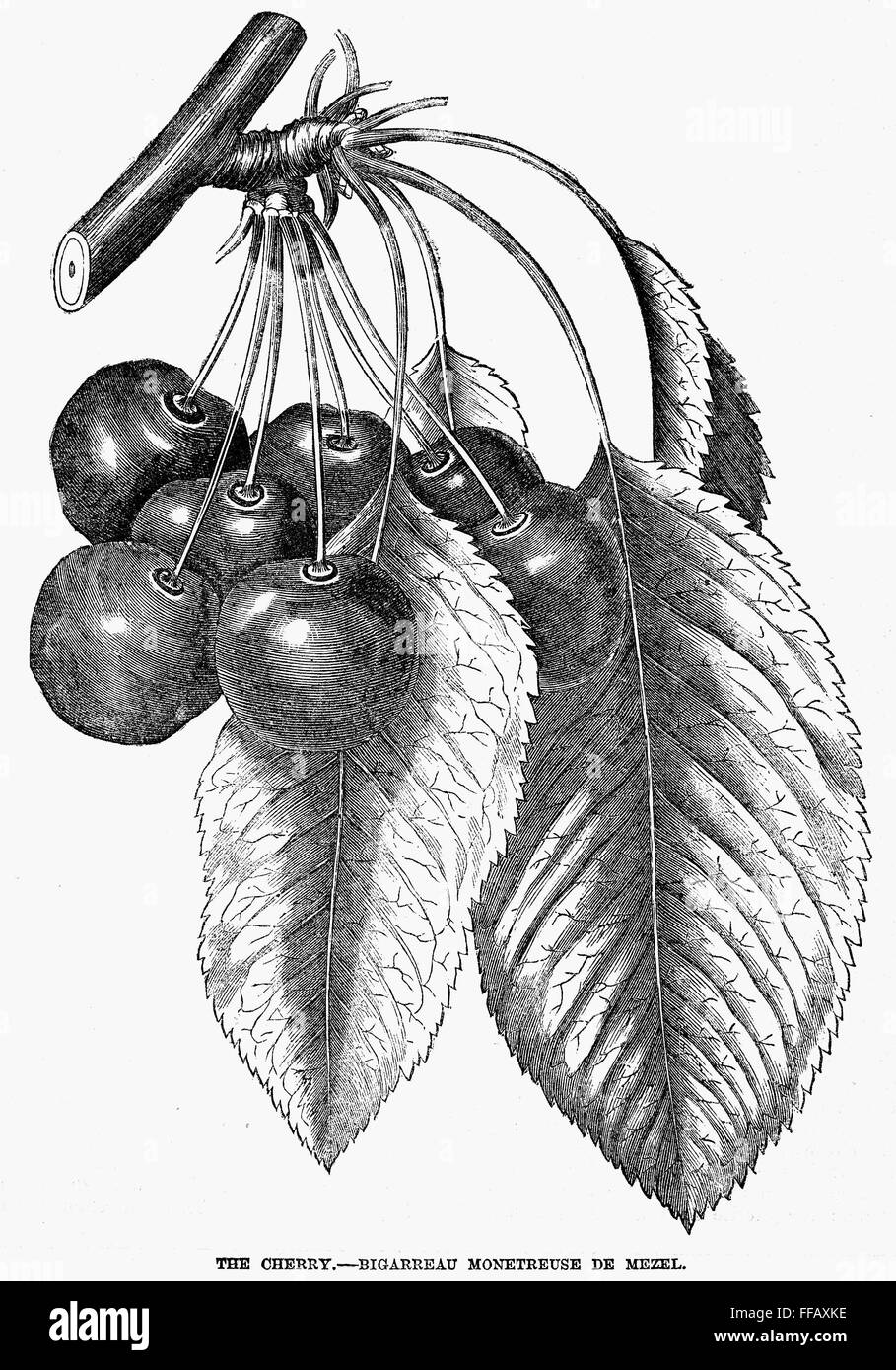 BOTANY: THE CHERRY. /nAmerican wood engraving, 19th century Stock Photo ...