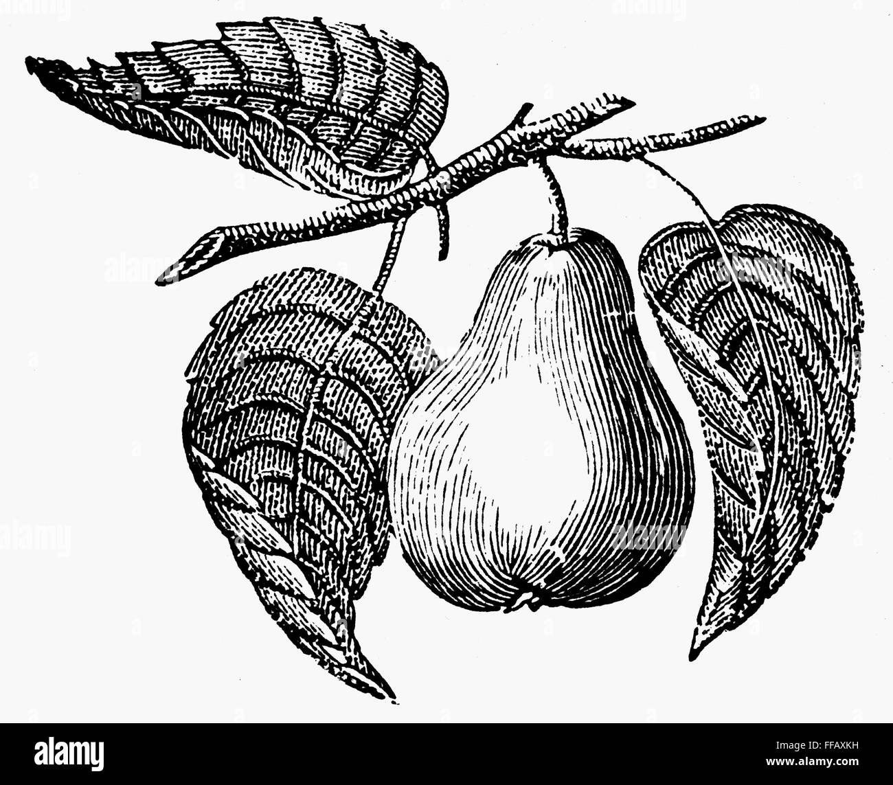 BOTANY: PEAR. /nLine engraving Stock Photo - Alamy