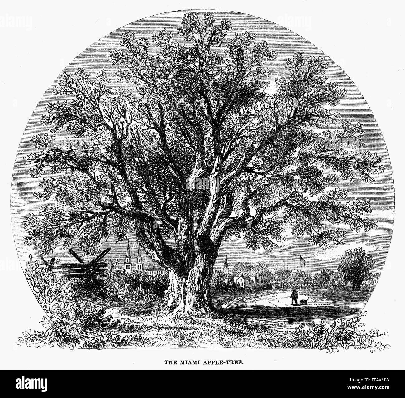BOTANY: APPLE TREE, 1862. /n'The Miami Apple-Tree.' Fort Wayne, Indiana ...