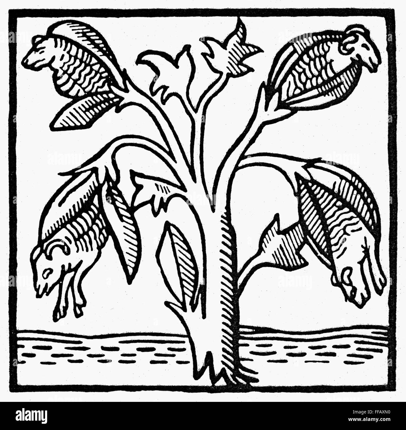 VEGETABLE LAMB MYTH. /nThe barometz, or Vegetable Lamb of Tartary, a ...