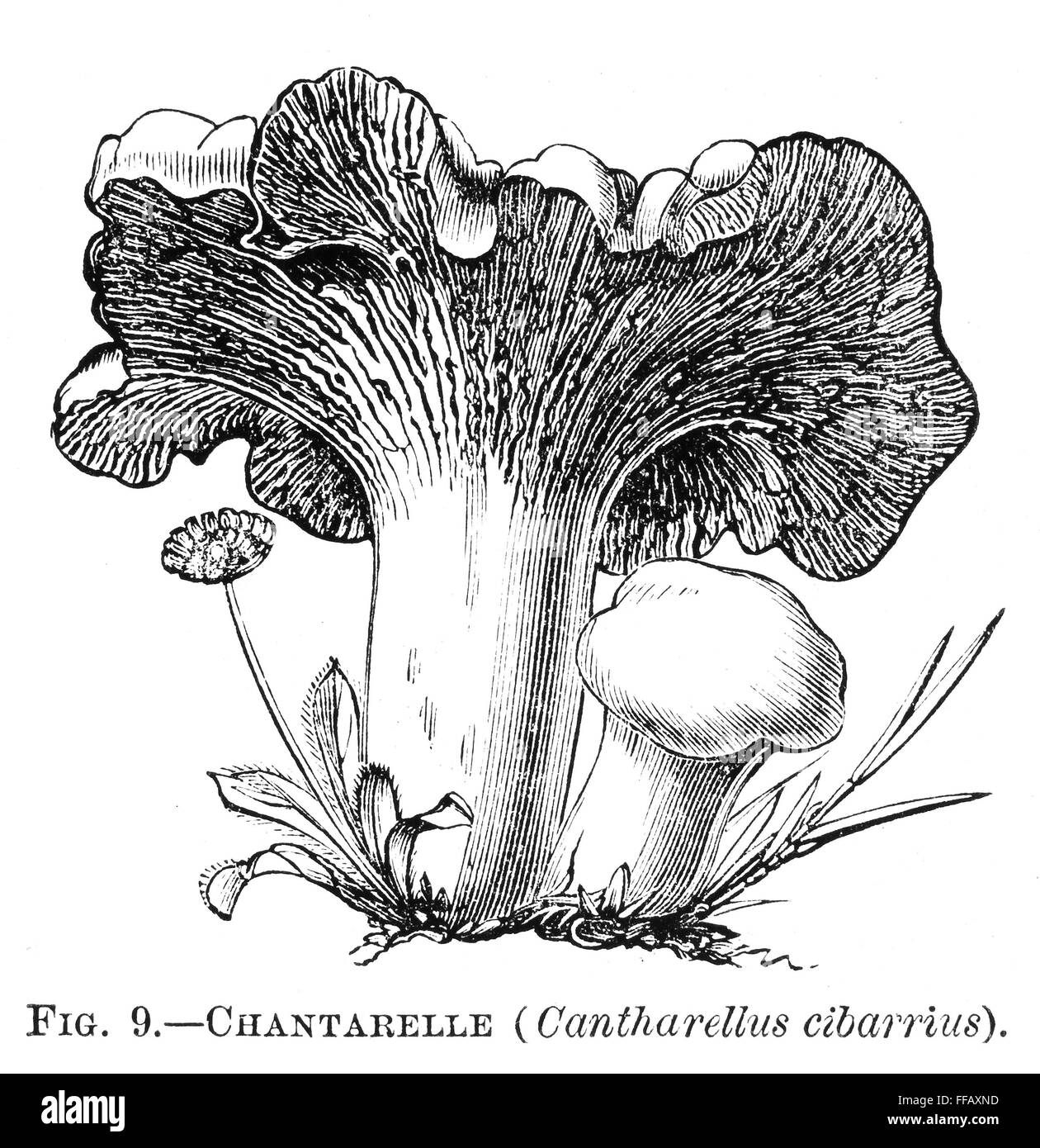 MUSHROOM: CHANTARELLE. /nCantharellus cibarrius. Wood engraving, 1875 ...