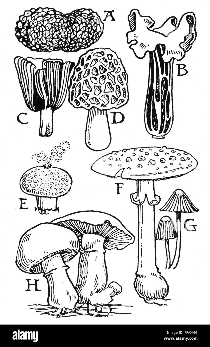 BOTANY: MUSHROOMS, 1845. /nA. Truffle; Tuber cibarium. B. Mitre ...