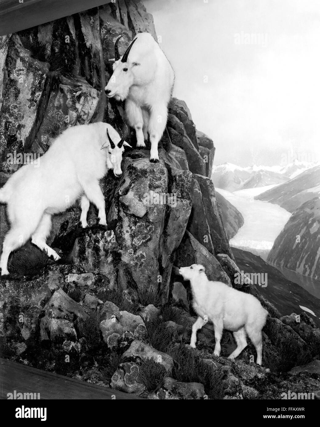MOUNTAIN GOATS. /nNorth American mountain goats: diorama from an ...