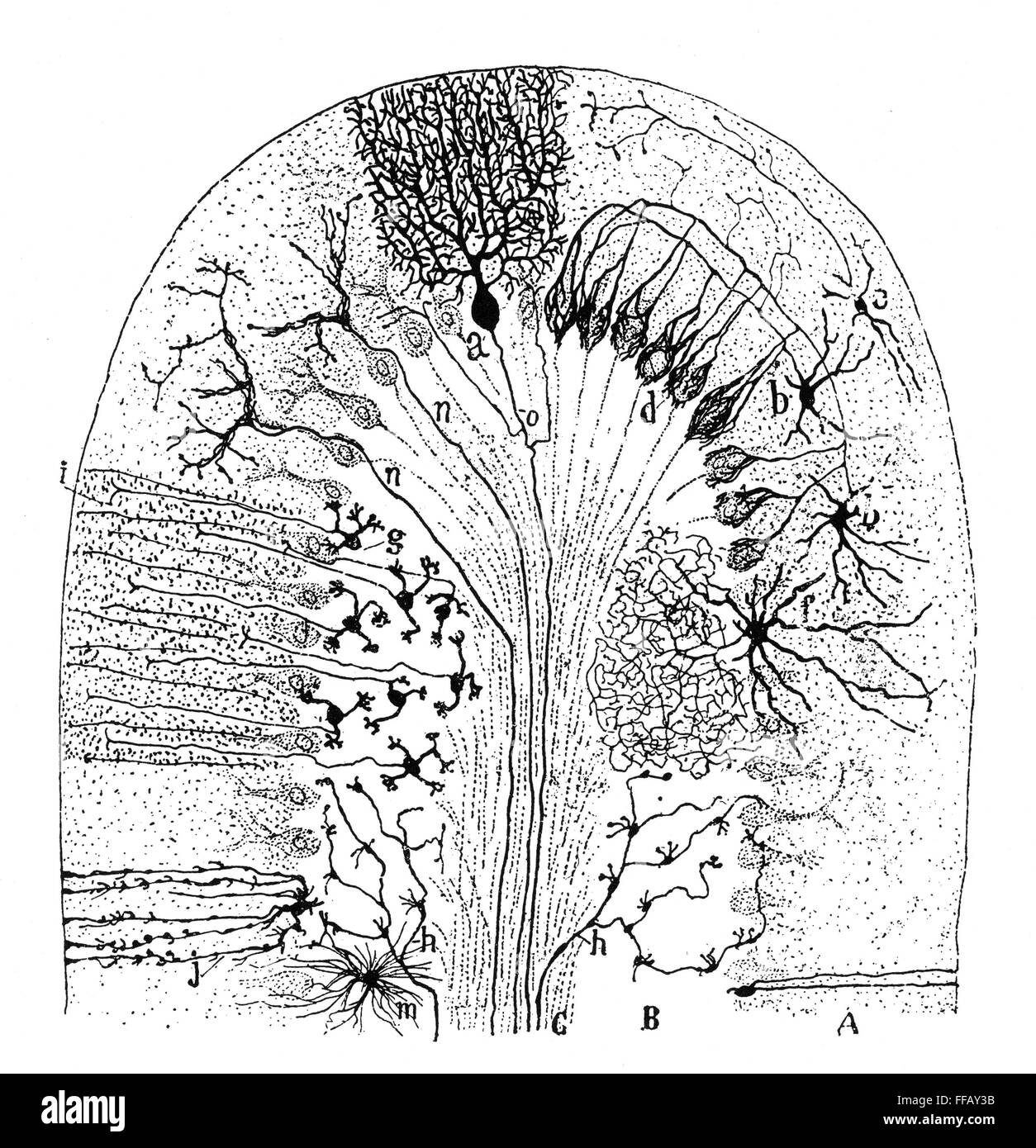 Cerebellum Histology Drawing