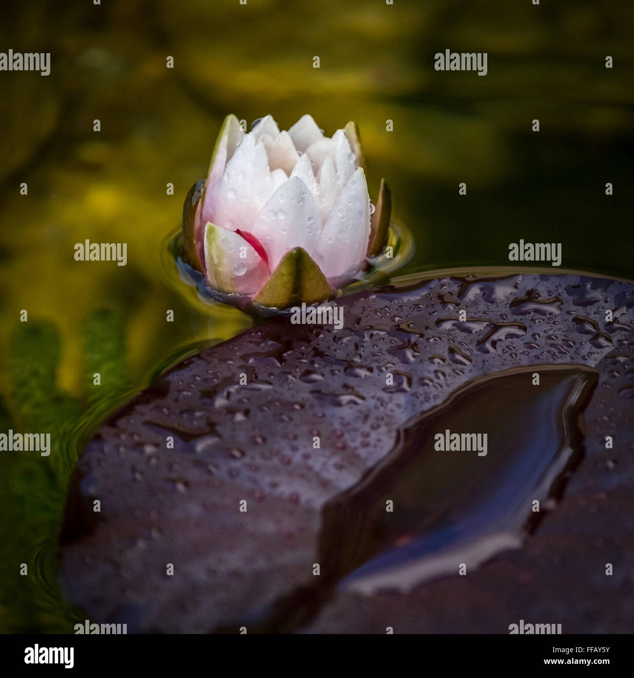 a water lily Stock Photo - Alamy