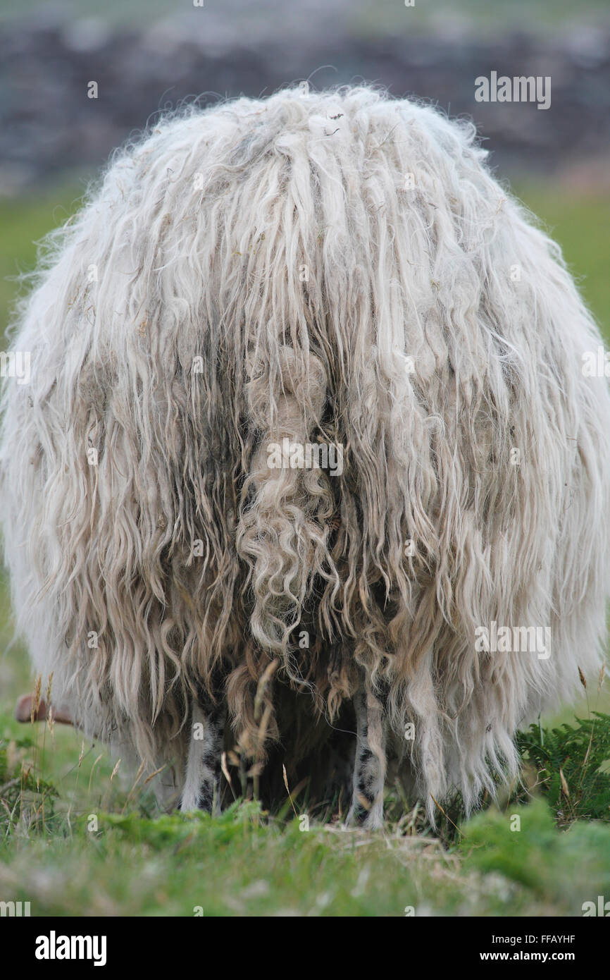 Sheep tail hi-res stock photography and images - Alamy